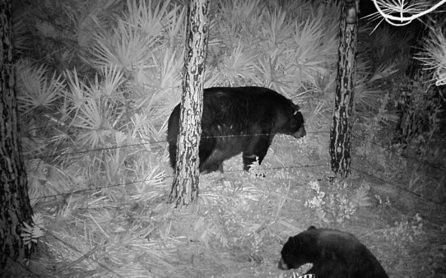 52 Bears Killed in Florida Hunt, 120 Fewer Than Permitted