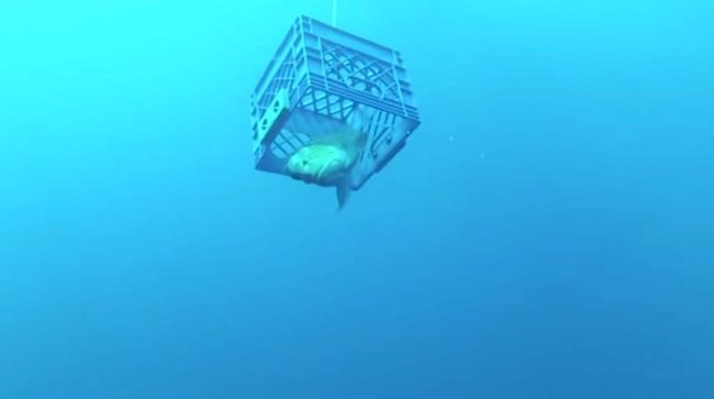 A Reminder to Anglers: Release Reef Fish with the Right Tools | FlaglerLive