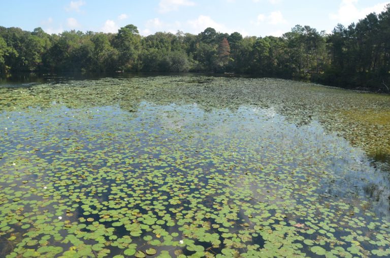 3.5-Mile Graham Swamp Trail Link to Lehigh Finally In Design
