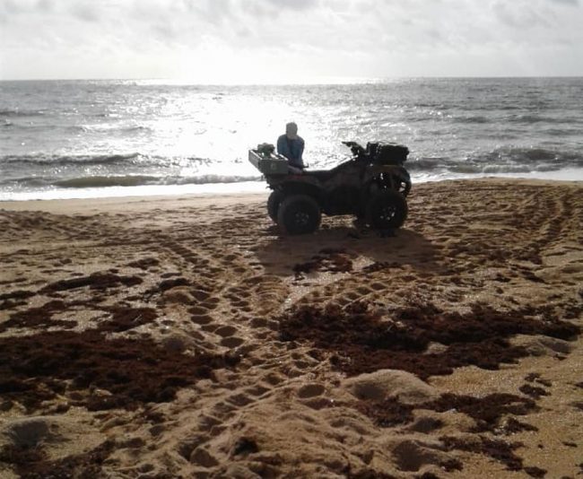 Road Signs May Not Be Enough to Stop Sea Turtles' Carnage on Flagler's ...
