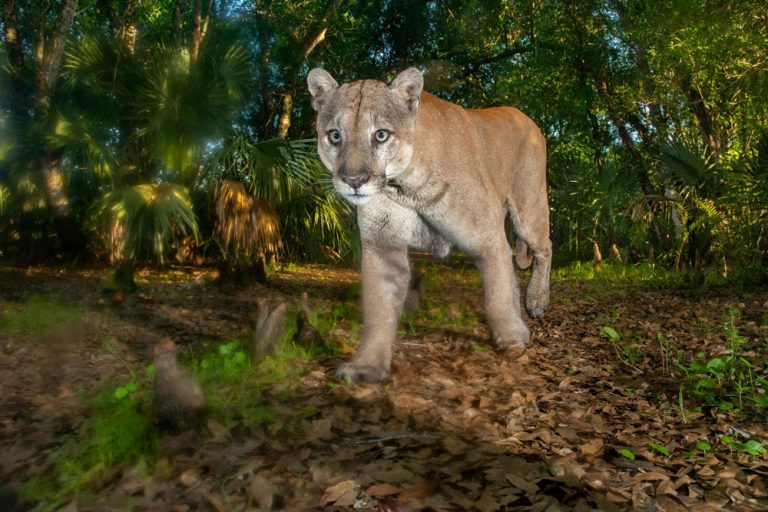 How Florida's Wildlife Corridor Aims to Save Panthers and Black Bears ...