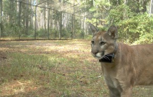 A Florida Panther Struck By a Car Last May Is Returned to the Wild ...