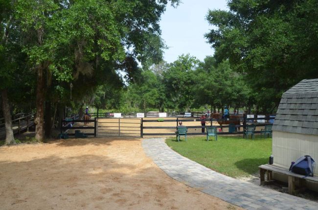 Whispering Meadows Ranch Will Leave Flagler Over Next 2 Years